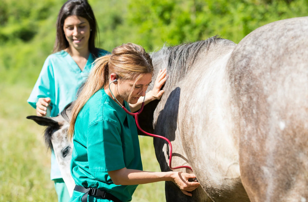 10 Most Common Horse Illnesses and How to Treat Them – Paddock Blade United Kingdom